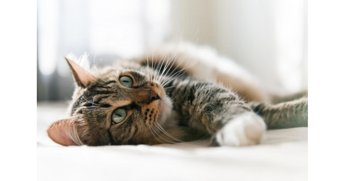 The Ultimate Guide for Naming Your Cat