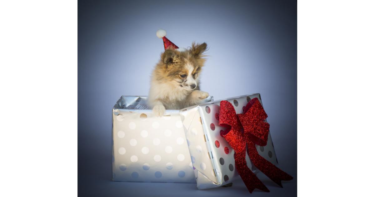 Our Guide to Giving Pets as Gifts | Pet-Tags Smart Tag